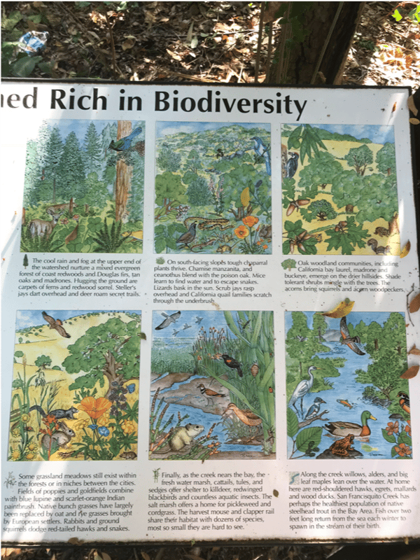 MYP Service & Action Reflection: Caring for Our Local Environment by ...